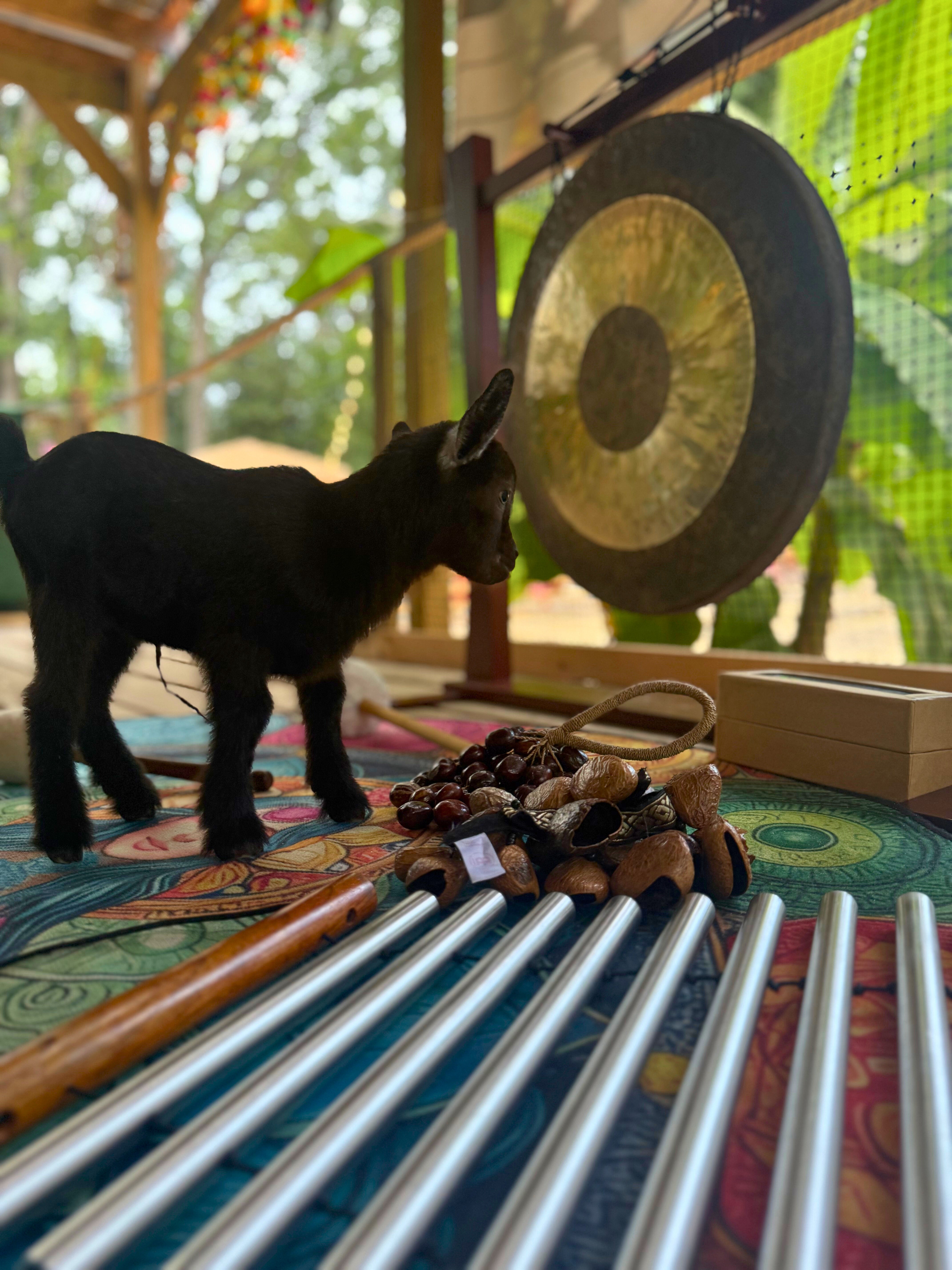 Goat Zen & Soundbath with GGA – Phoenix & Dragon Bookstore